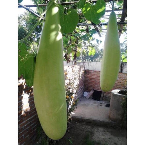 Jual 10 BUTIR BIJI / BENIH LABU AIR MANISA | Shopee Indonesia