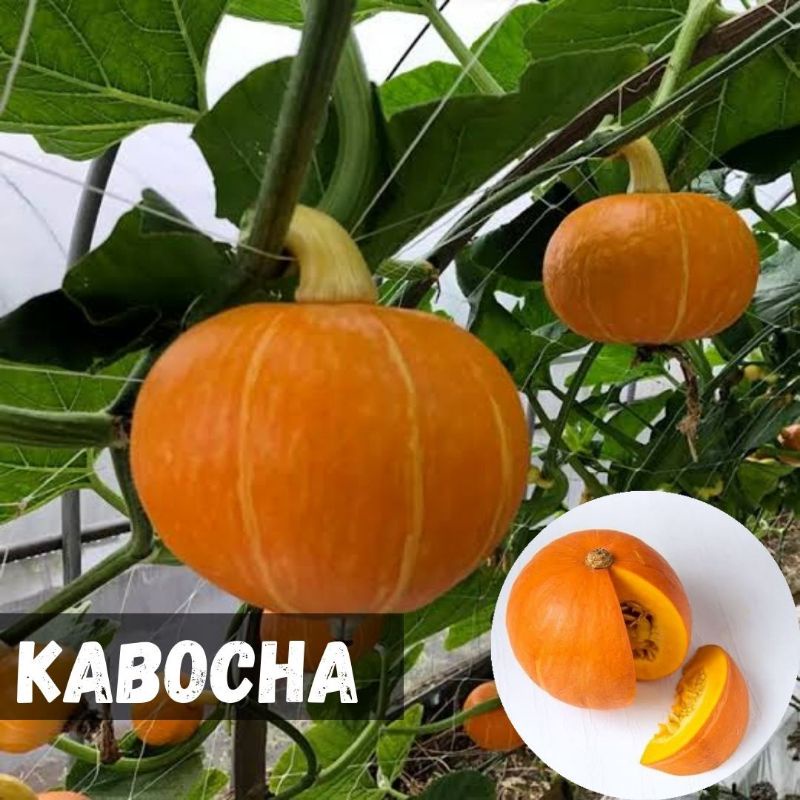 Jual Bibit Benih Labu Kabocha Orange (1 Butir) | Shopee Indonesia