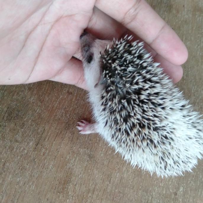 Jual Landak Mini Anakan Jenis Albino,Pinto,Saltpaper,Tobiano Dll ...