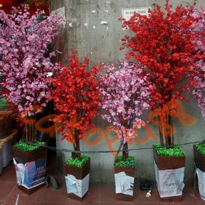 Jual Pohon Imlek Meihua Sincia Angpao Sakura Xincia Tanaman Pot Bunga ...