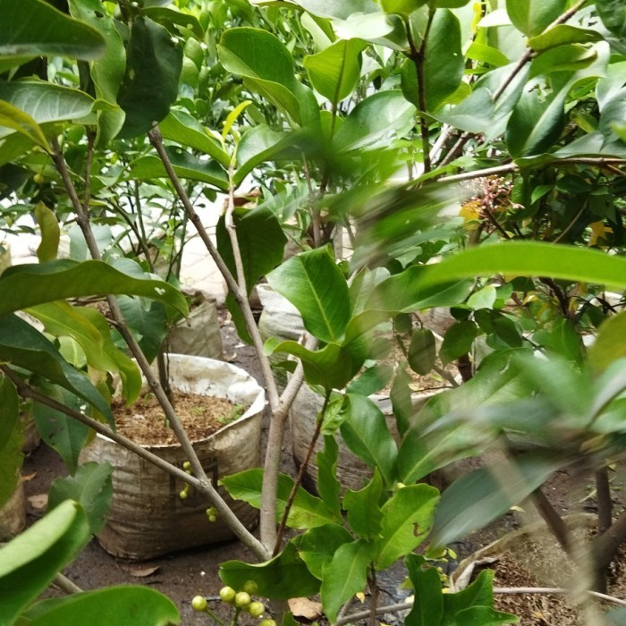 Jual POHON JAMBU AIR DALHARI | Shopee Indonesia