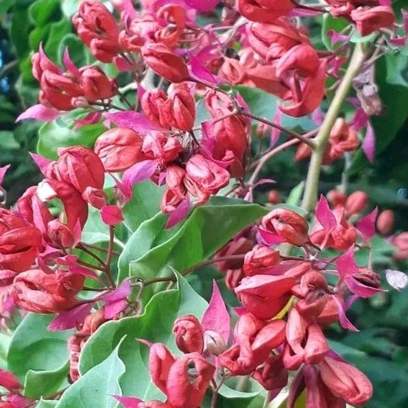 Jual Bougenville Jenis Csb Bibit Ori Shopee Indonesia