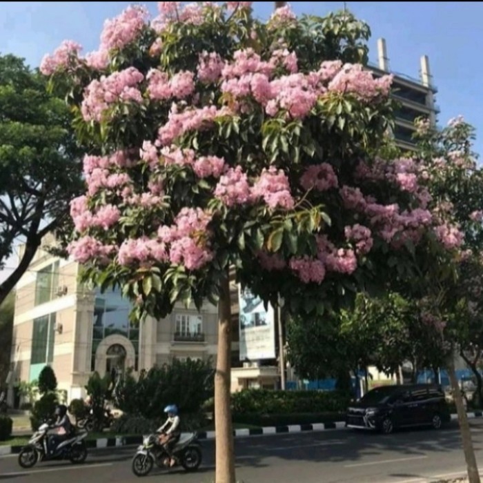 Jual pohon tabebuya 3 meter pohon bunga pink tabebuya rosea | Shopee ...