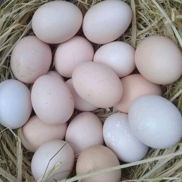 Jual Paket Telur Ayam Kampung Unggul Balitnak KUB Merawang Fertil Siap ...