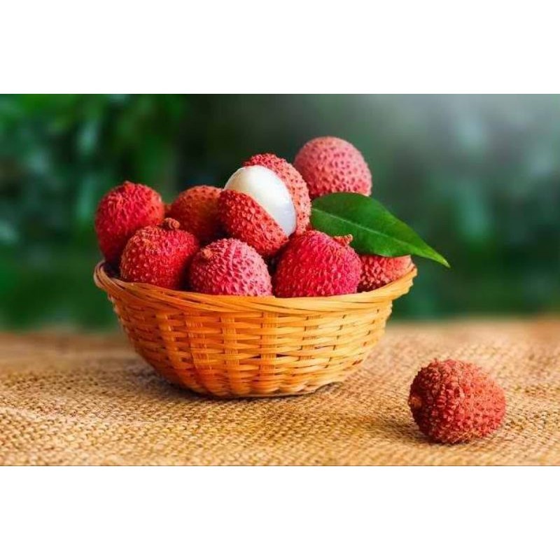 Jual BIBIT LECI KOM/MERAH HASIL CANGKOK CEPAT BERBUAH | Shopee Indonesia