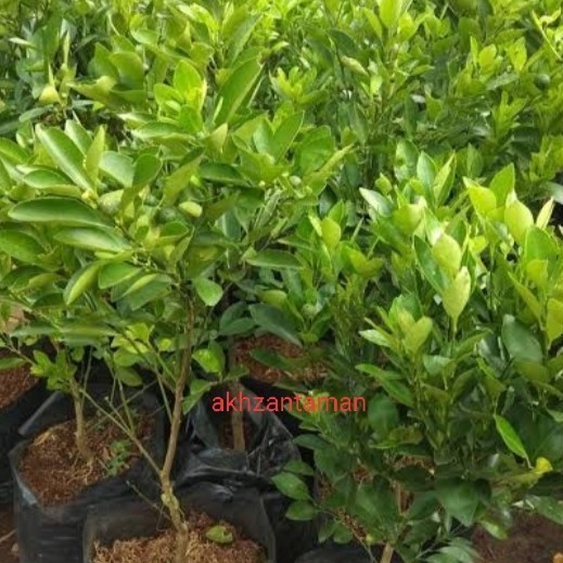 Jual pohon jeruk limo | Shopee Indonesia
