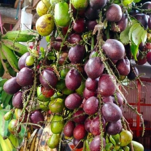 Jual Victory Seed - Bibit Benih Buah Matoa (Isi 5 Gram) | Shopee Indonesia