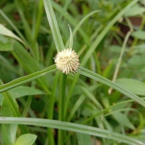 Jual Victory Seed Daun Rumput Jukut Pendul Herbal Segar (Isi 100 Helai ...