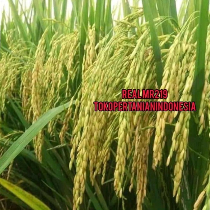 Jual Benih padi MR 219 1Kg original Si tahan roboh, tahan wereng ...
