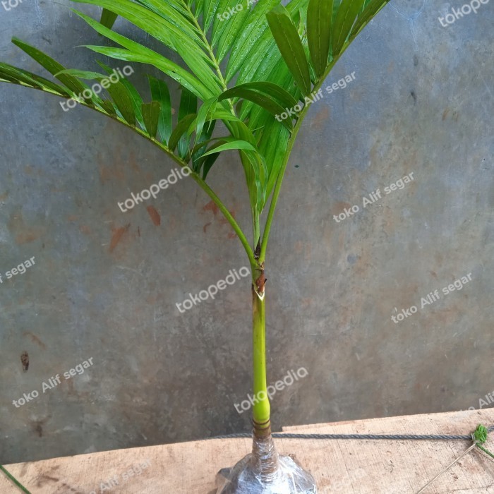 Jual Pohon Palem Putri Ukuran 1M | Shopee Indonesia