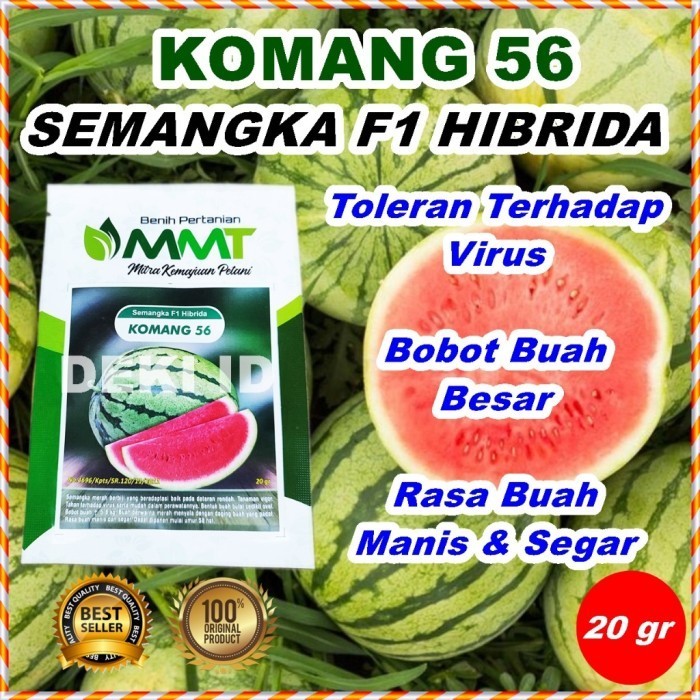 Jual Benih Semangka Komang 56 Merah F1 Hibrida 20 Gram Bibit Unggul MMT ...