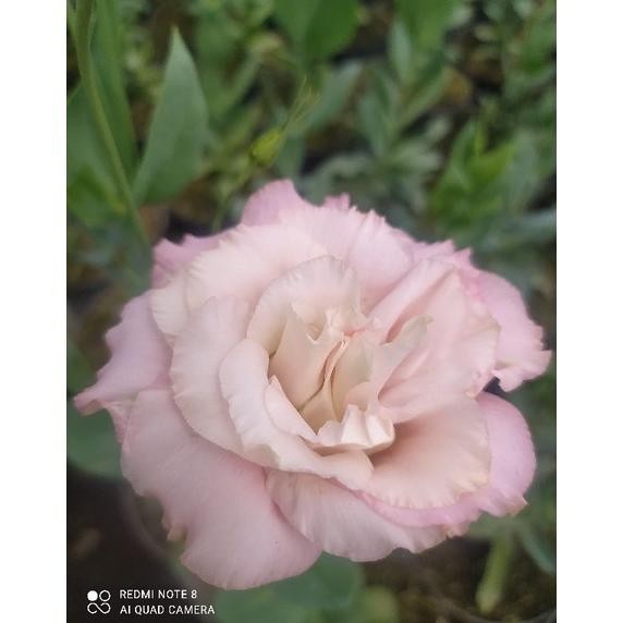 Jual Tanaman Bunga Lisianthus (Eustoma Grandiflora) Kondisi Dewasa Dan ...