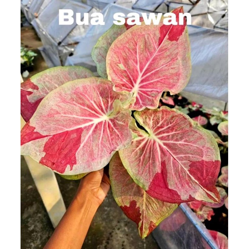 Jual Tanaman Hias Keladi Thai Series Bua Sawan Bunga Hias Keladi Caladium Anakan Murah BUKAN ...