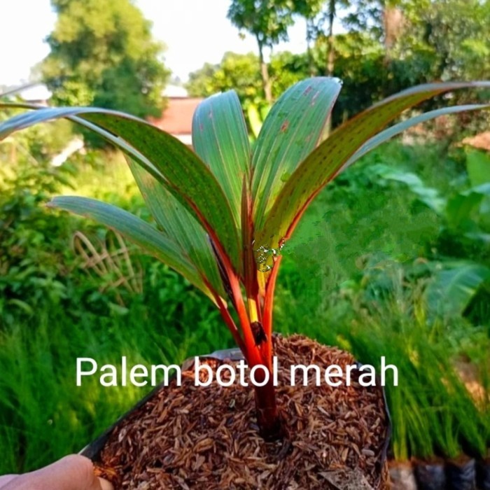 Jual tanaman palem botol merah - bibit pohon palem botol | Shopee Indonesia
