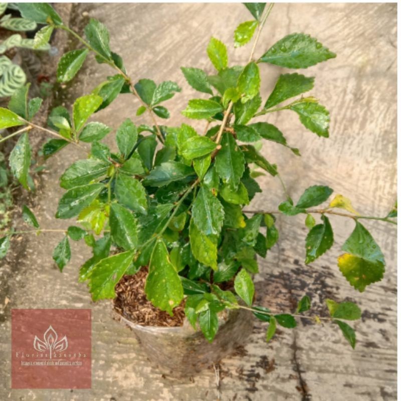 Jual tanaman pagar teh tehan -tanaman outdour [Acalypha siamensis ...