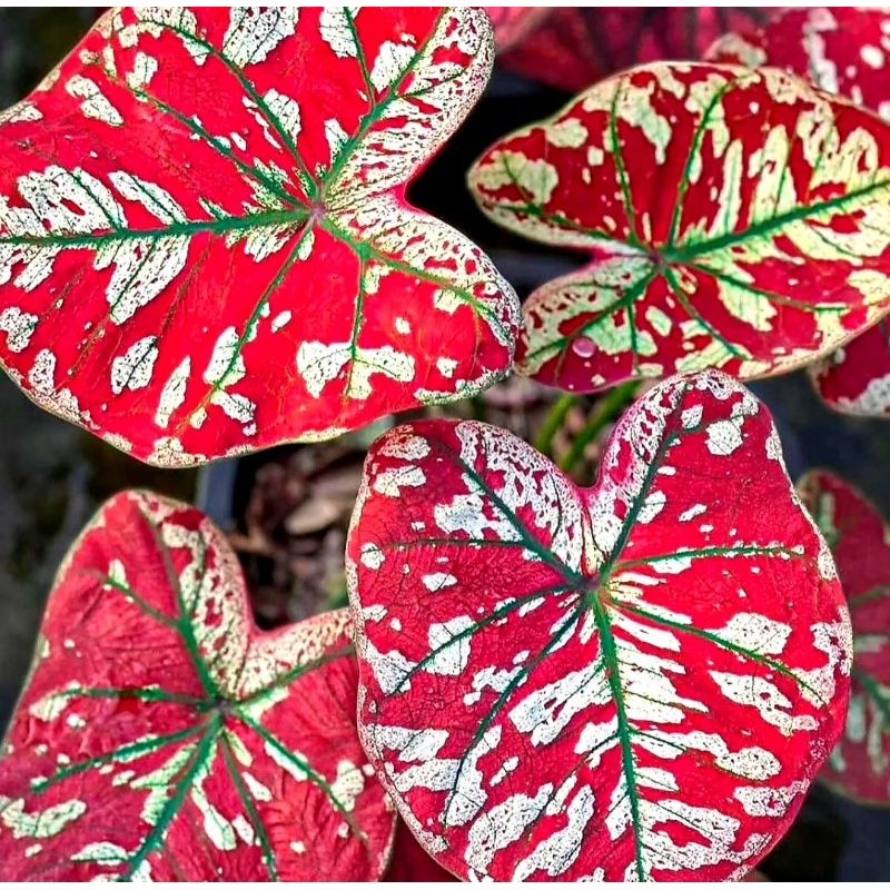 Jual Tanaman Hias Keladi Red Koi Bunga Hias Keladi Caladium Anakan ...