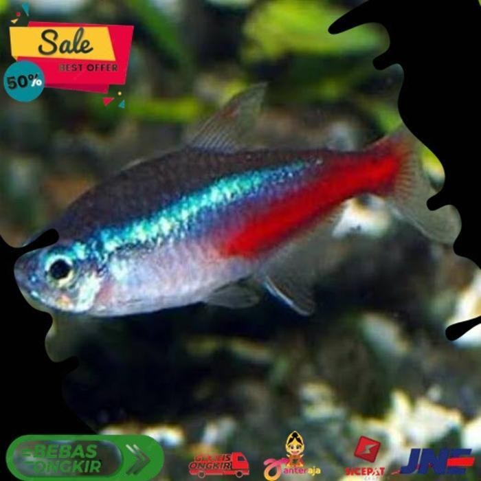 Jual IKAN HIAS NEON - IKAN NEON TETRA CARDINAL FULL COLOR IKAN ...
