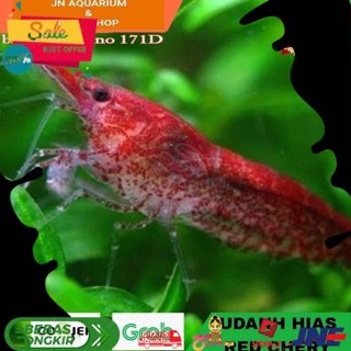 Jual UDANG HIAS UDANG RED CHERRY SHRIMP RCS NEOCARIDINA AIR TAWAR ...