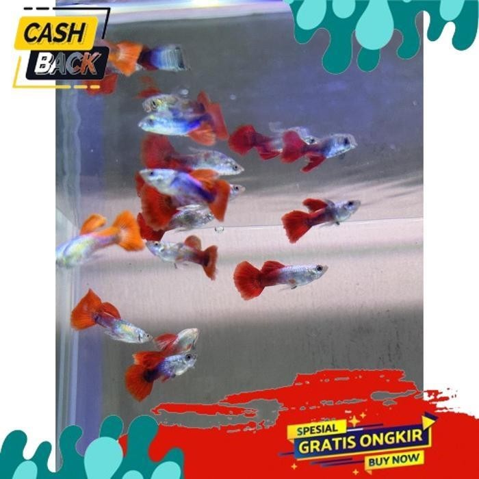 Jual IKAN HIAS GUPPY PRTDE PLATINUM RED TAIL DUMBO EAR / GUPI PRTDE ALISUP | Shopee Indonesia