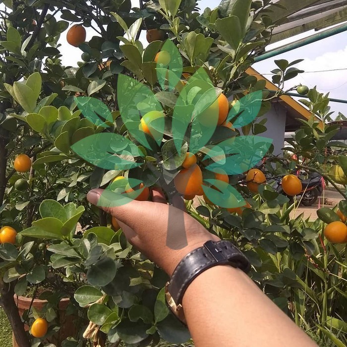 Jual Ready bibit tanaman buah jeruk nagami/kumquat-bibit jeruk mini ...
