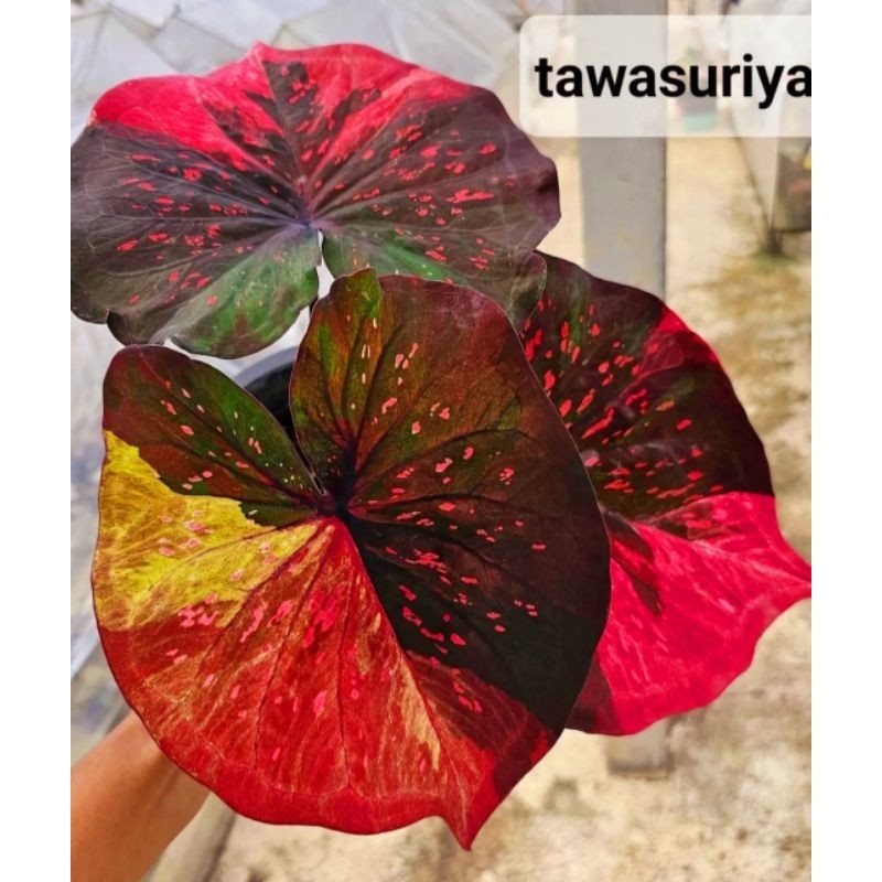Jual Tanaman Hias Keladi Thai Series Tawasuriyan Bunga Hias Keladi ...