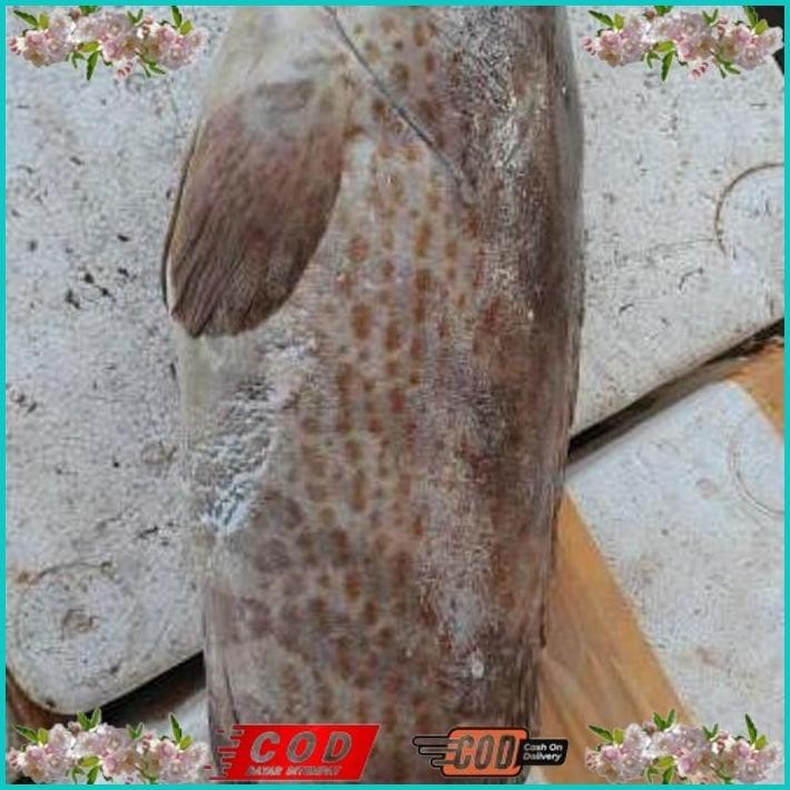 Jual BISMILLAH IKAN KERAPU SUPER/IKAN KERAPU BESAR SEGAR / IKAN LAUT ...