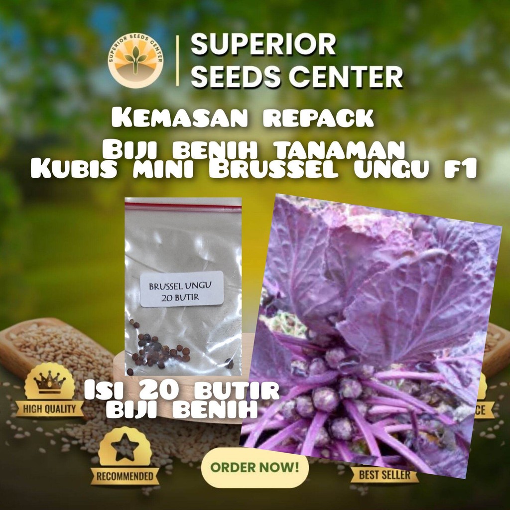 Jual 20 butir biji benih tanaman kubis mini Brussel ungu impor F1 ...