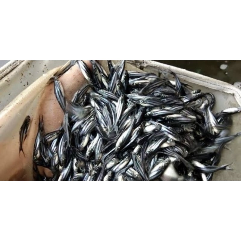 Jual BENIH IKAN PATIN ISI 30e | Shopee Indonesia