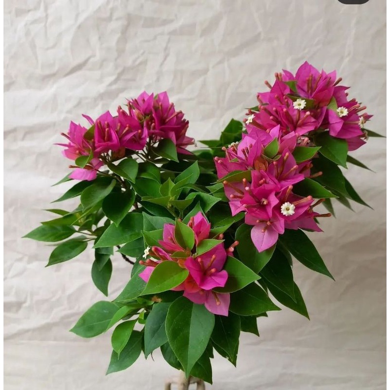 Jual Tanaman Hias Outdoor Cantik Bunga Bougenville / Bugenville / Bunga ...