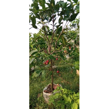 Jual pohon jambu air merah citra indukan/jambu citra merah cincalo ...