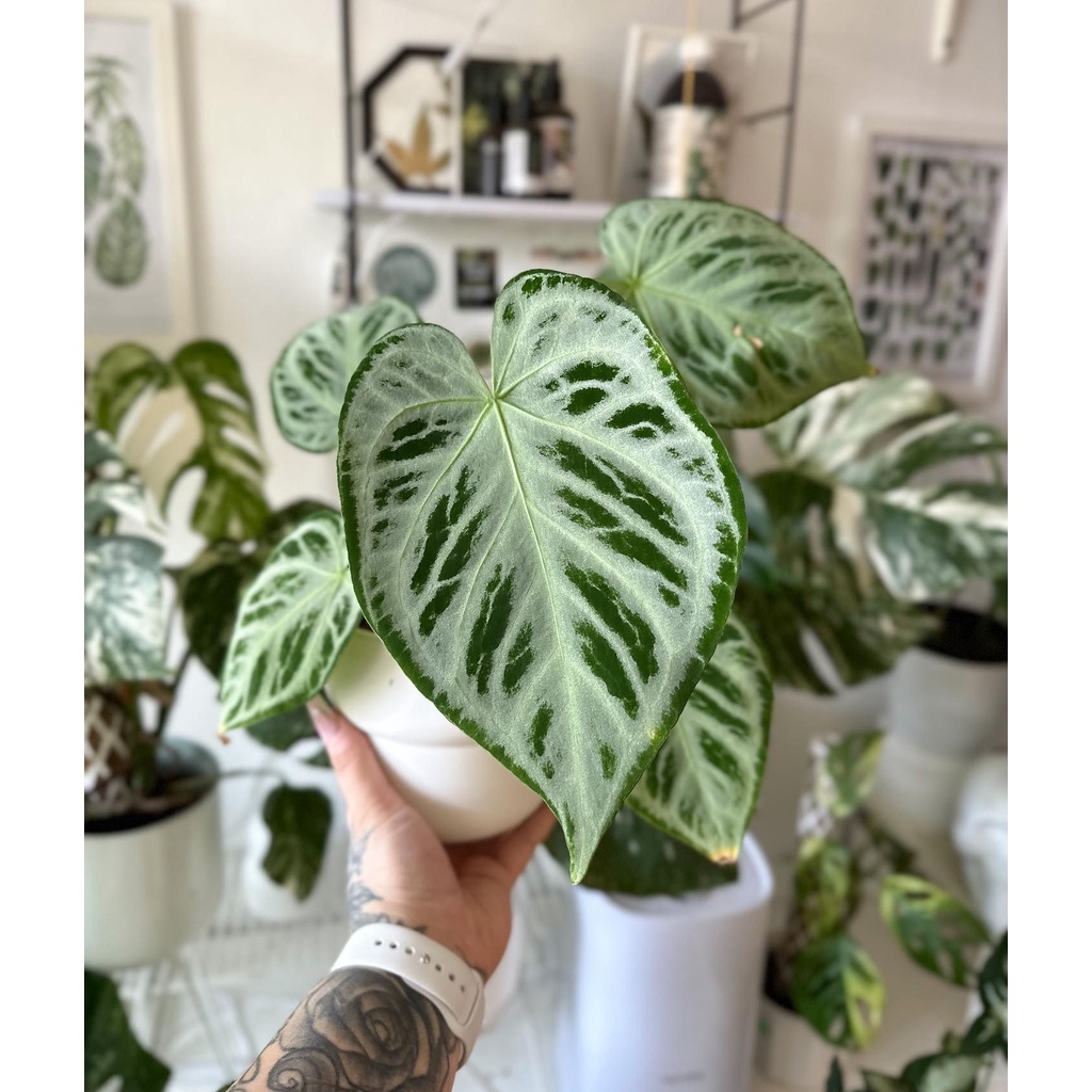 Jual Anthurium silver blush - Tanaman Hias Anthurium Dorayaki Silver ...