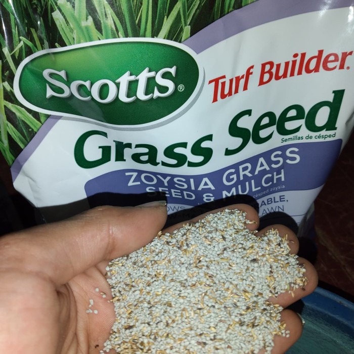 Jual benih rumput manila-zenith zoysia 100 gram | Shopee Indonesia