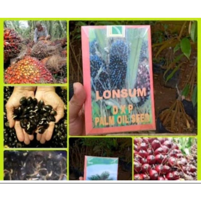 Jual Bibit Benih Sawit LONSUM UNGGUL ASLI BERKUALITAS | Shopee Indonesia