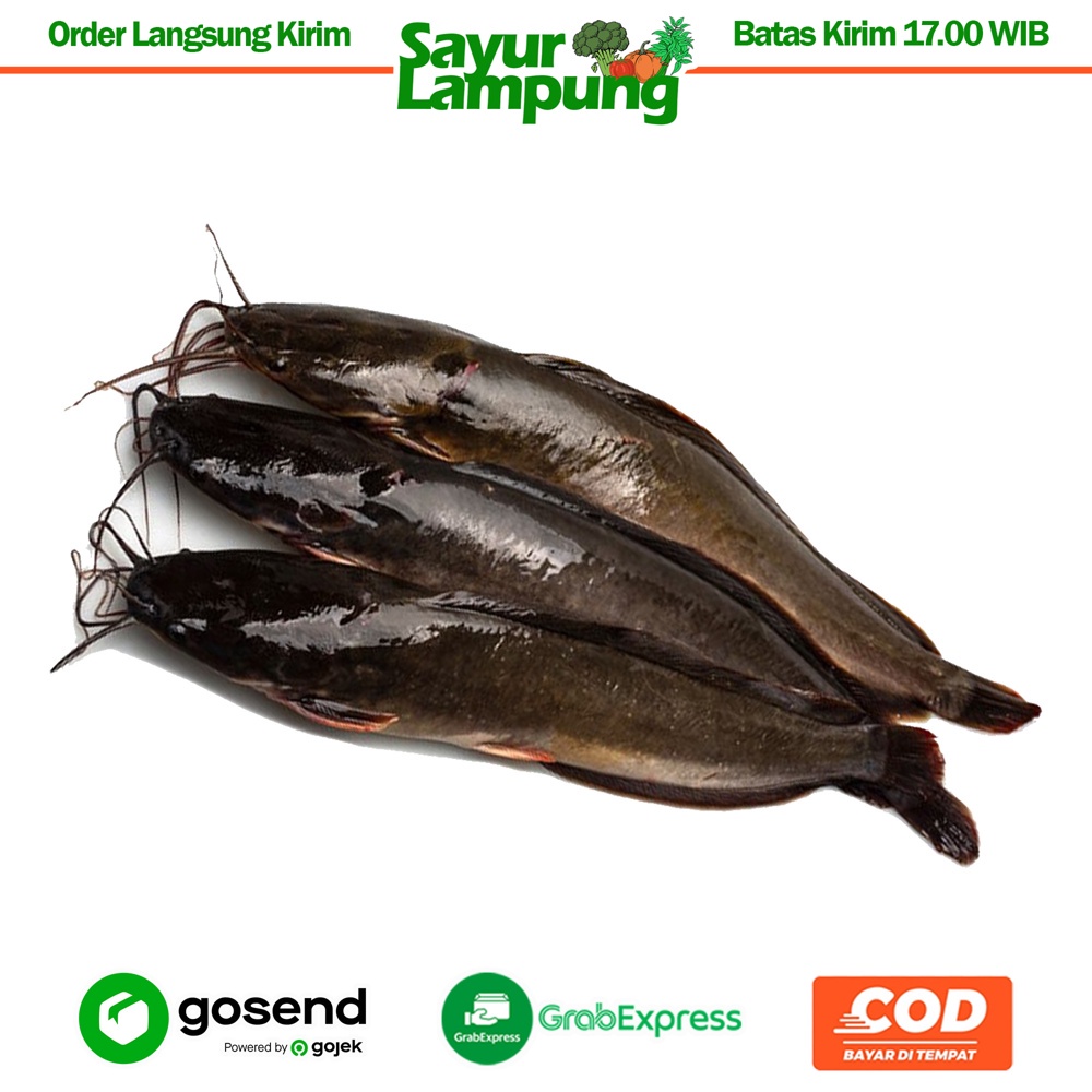 Jual Ikan Lele Segar 500 Gr - Sayur Lampung | Shopee Indonesia