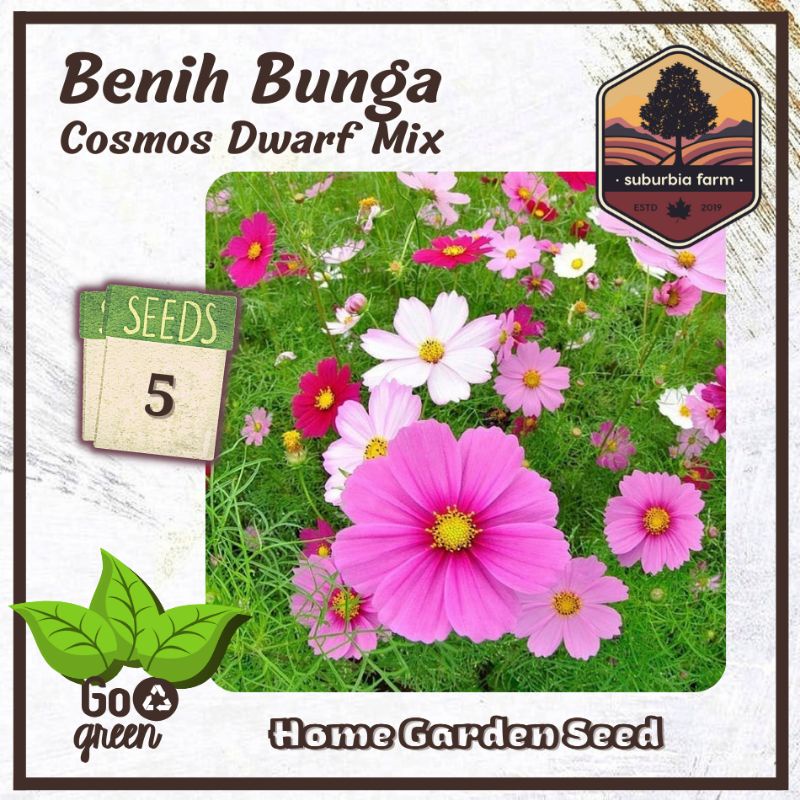 Jual 5 Biji Benih Bunga Cosmos Dwarf Mix | Shopee Indonesia