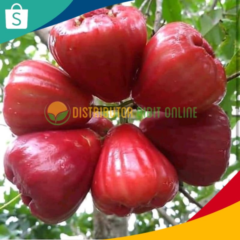 Jual Bibit Jambu Air Red Taiwan Okulasi Cepat Berbuah | Shopee Indonesia