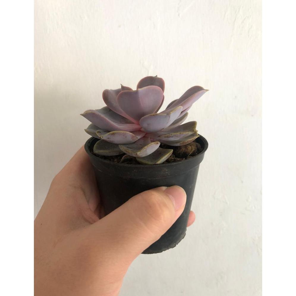 Jual KAKTUS SUKULEN MINI 60 JENIS (HANYA TANAMAN) | Shopee Indonesia