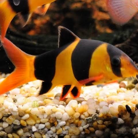 Jual [New Ori] Tiger Botia Giant Clown Loach Chromobotia Sumatra And ...