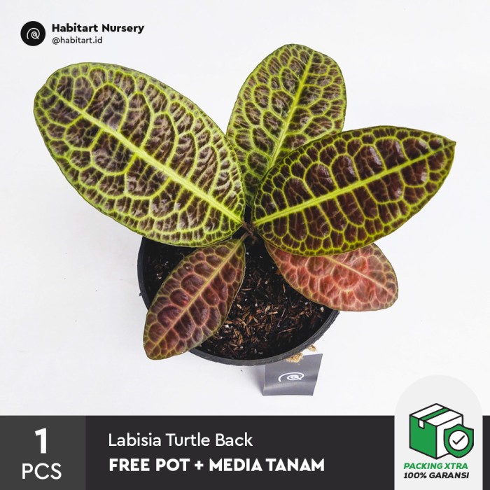 Jual LABISIA TURTLE BACK - TANAMAN HIAS PALUDARIUM / TERRARIUM / TAMAN ...