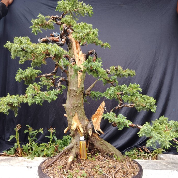 Jual Minluch Bonsai Cemara Jadi Juni Verus Cemara Papua. Batang Besar ...