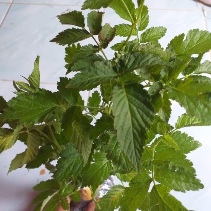 Jual Pohon Raspberry 40 S/D 50 Cm | Shopee Indonesia
