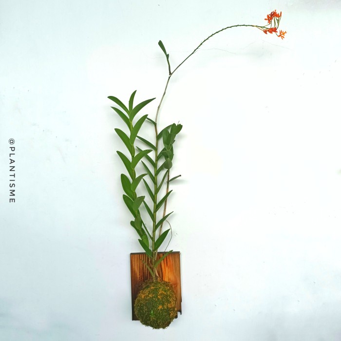 Jual WALL OF FAME - BUNGA ANGGREK DENDROBIUM KINGIANUM TANAMAN HIAS ...
