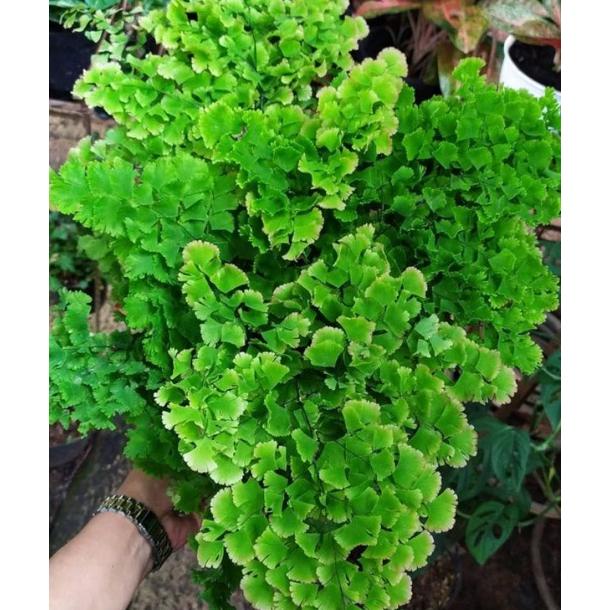 Jual Special Promo Tanaman bunga suplir daun tumpuk - tanaman daun ...