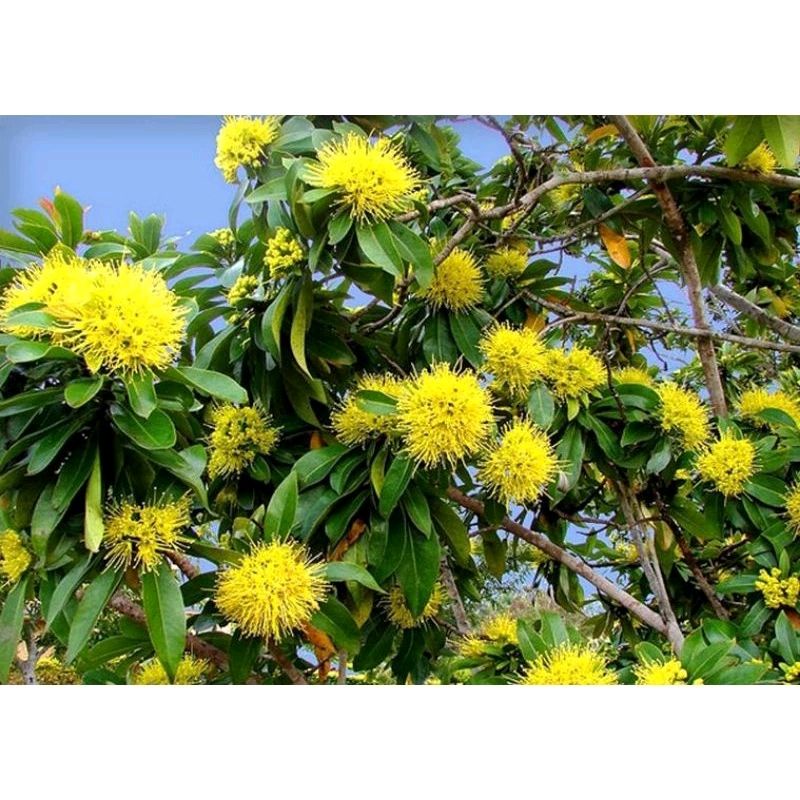 Jual Bibit Bunga Santos Lemon Kuning Xanthostemon Tanaman Pakan Lebah