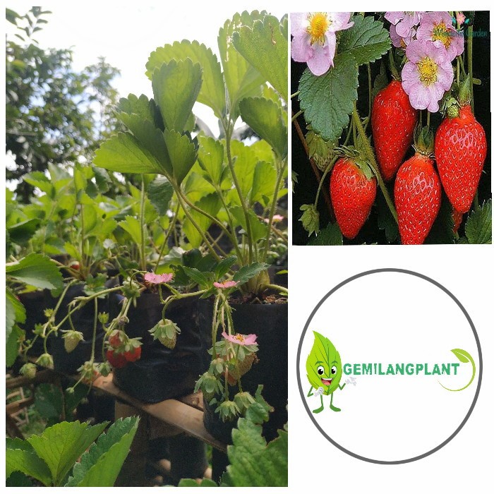Jual READY Bibit Pohon Buah Strawberry Merlan - Tanaman Strawberry ...