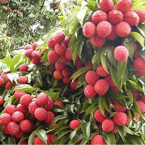 Jual Bibit Benih Buah Leci (5 Gram) | Shopee Indonesia