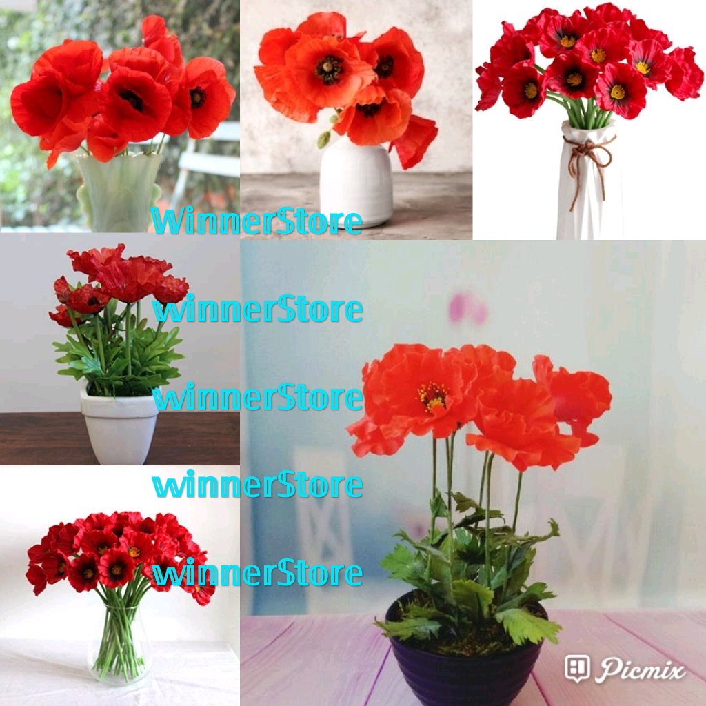 Jual Bibit Benih Bunga Poppy Popi Merah (10 Butir) | Shopee Indonesia