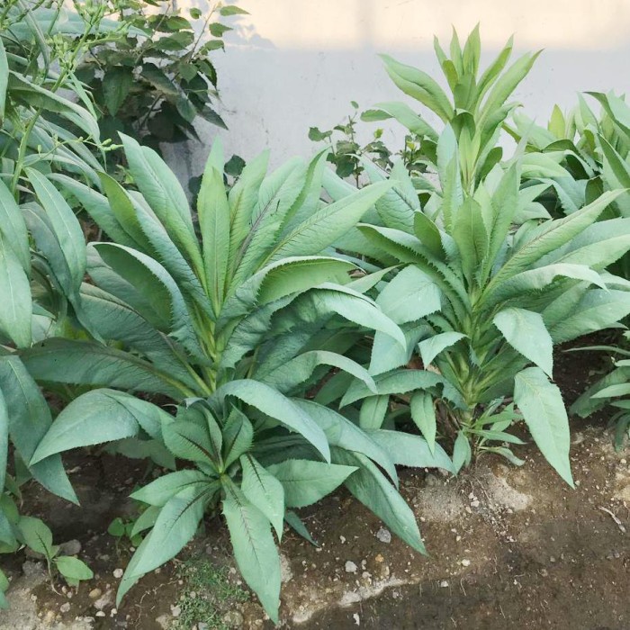 Jual Bibit Benih Fumak Siomak Hijau (10 Butir) | Shopee Indonesia