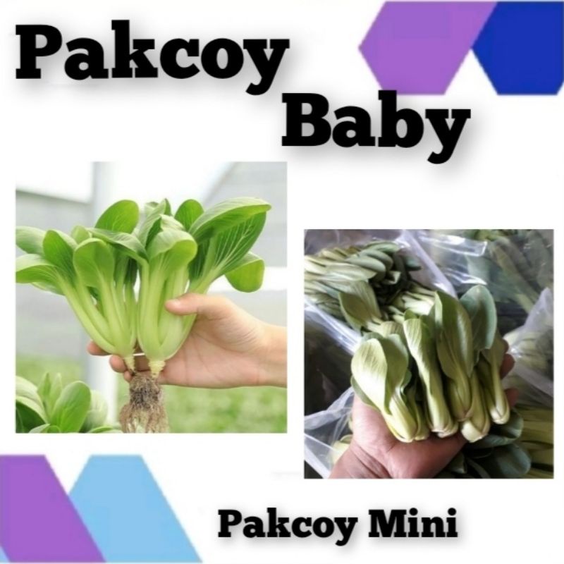 Jual Benih Sayuran Sawi Baby Pakcoy Unggul | Shopee Indonesia