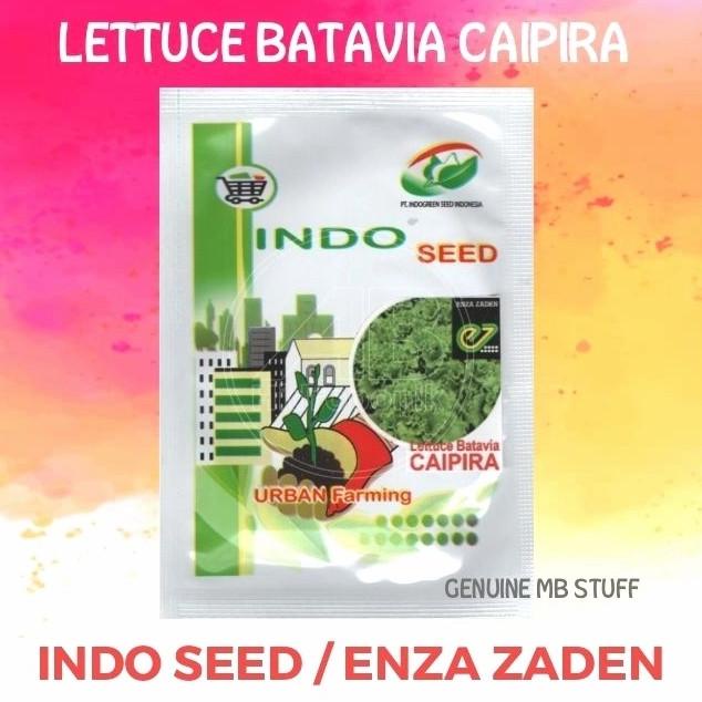 Jual Benih Bibit Selada Caipira - Lettuce Batavia Caipira Ez Indo Seed ...